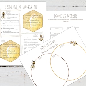 Honey Bees and Beekeeping Study Unit, Life Cycle, Anatomy, Nature Study ...