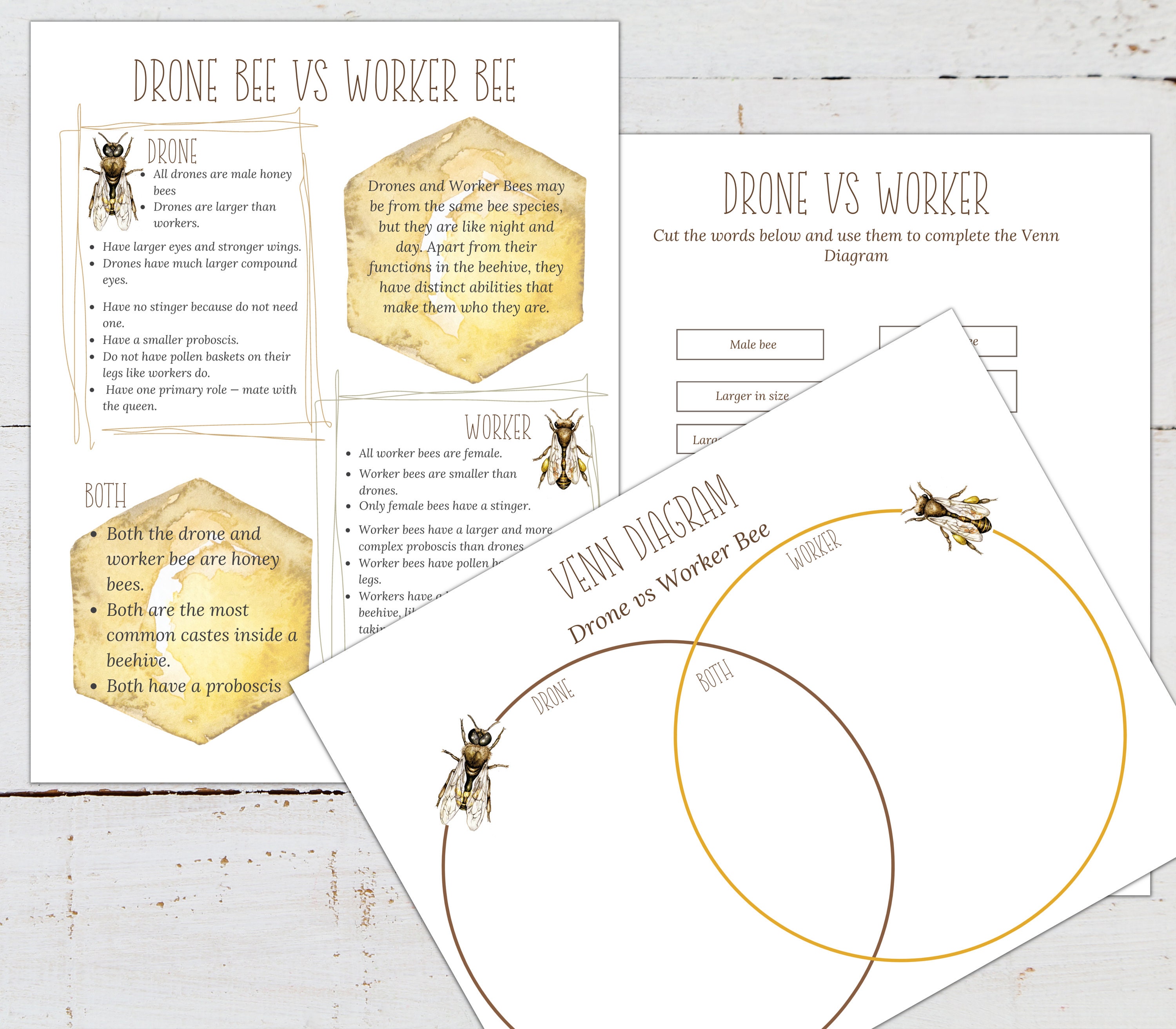 Honey Bees Nature Study Unit: Homeschool Science (INSTANT DOWNLOAD) - Etsy
