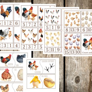 Chicken Unit Study , Life Cycle, Anatomy, DIGITAL DOWNLOAD - Etsy Australia