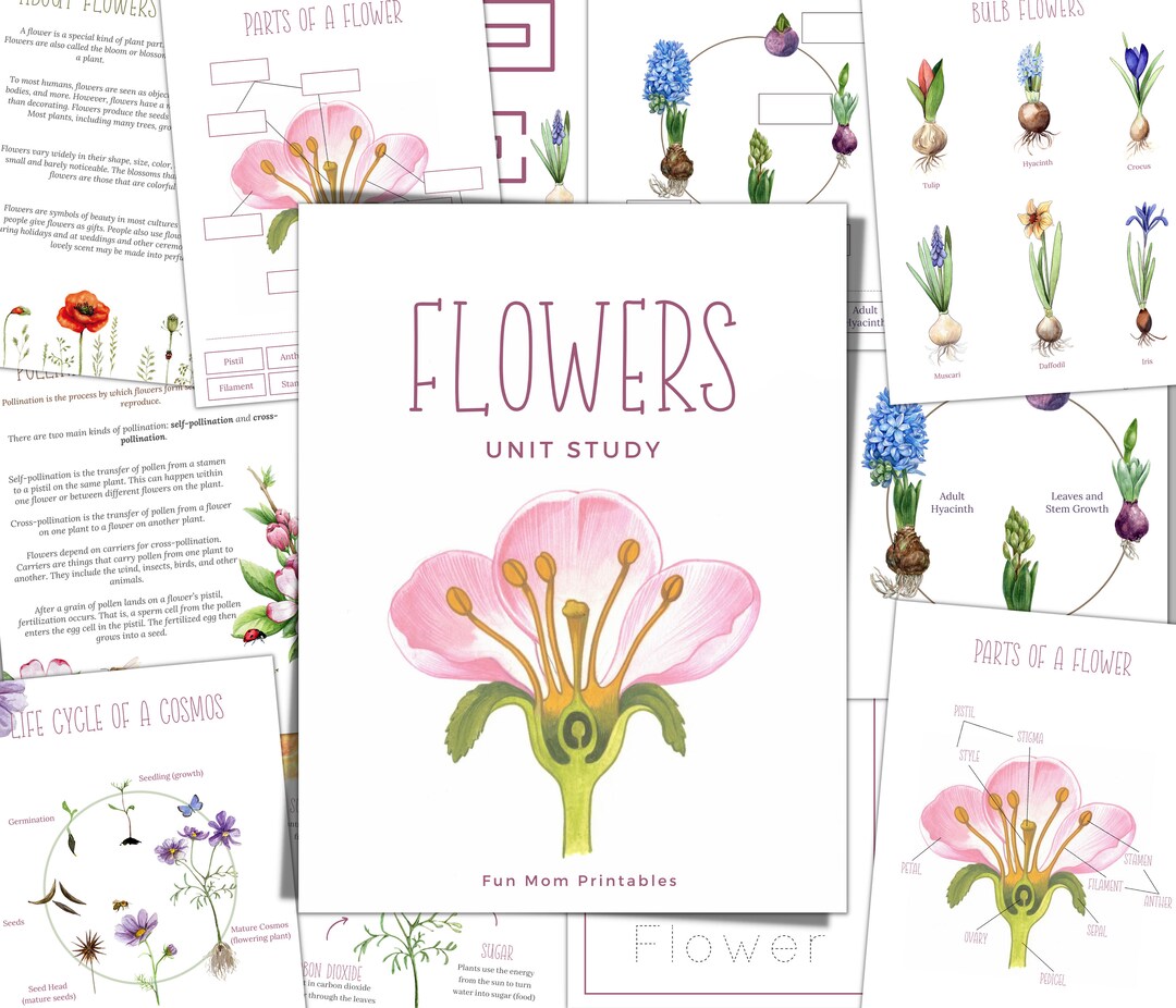 Flowers Mini Study Unit: Life Cycle & Anatomy (instant Download) - Etsy