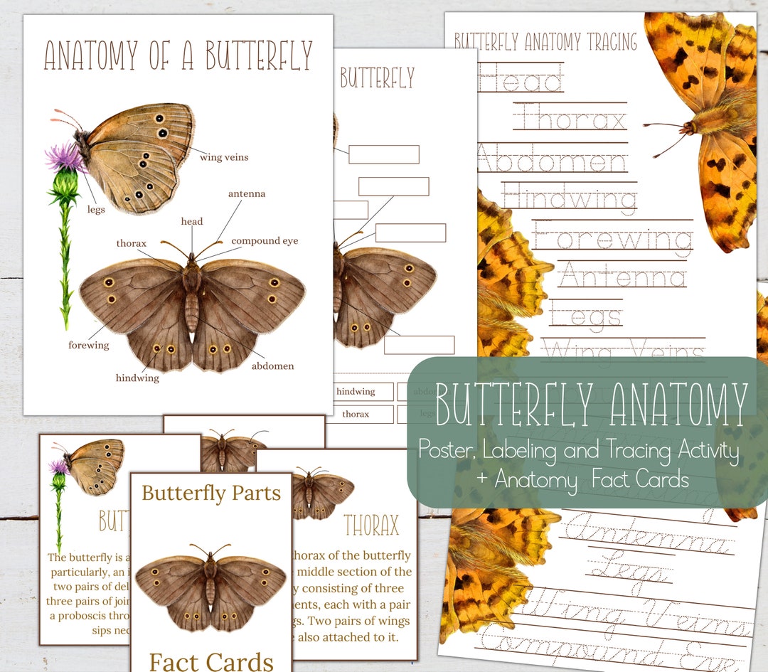 BUTTERFLY Anatomy, Poster + Labeling and Tracing Activities+ Fact Cards ...