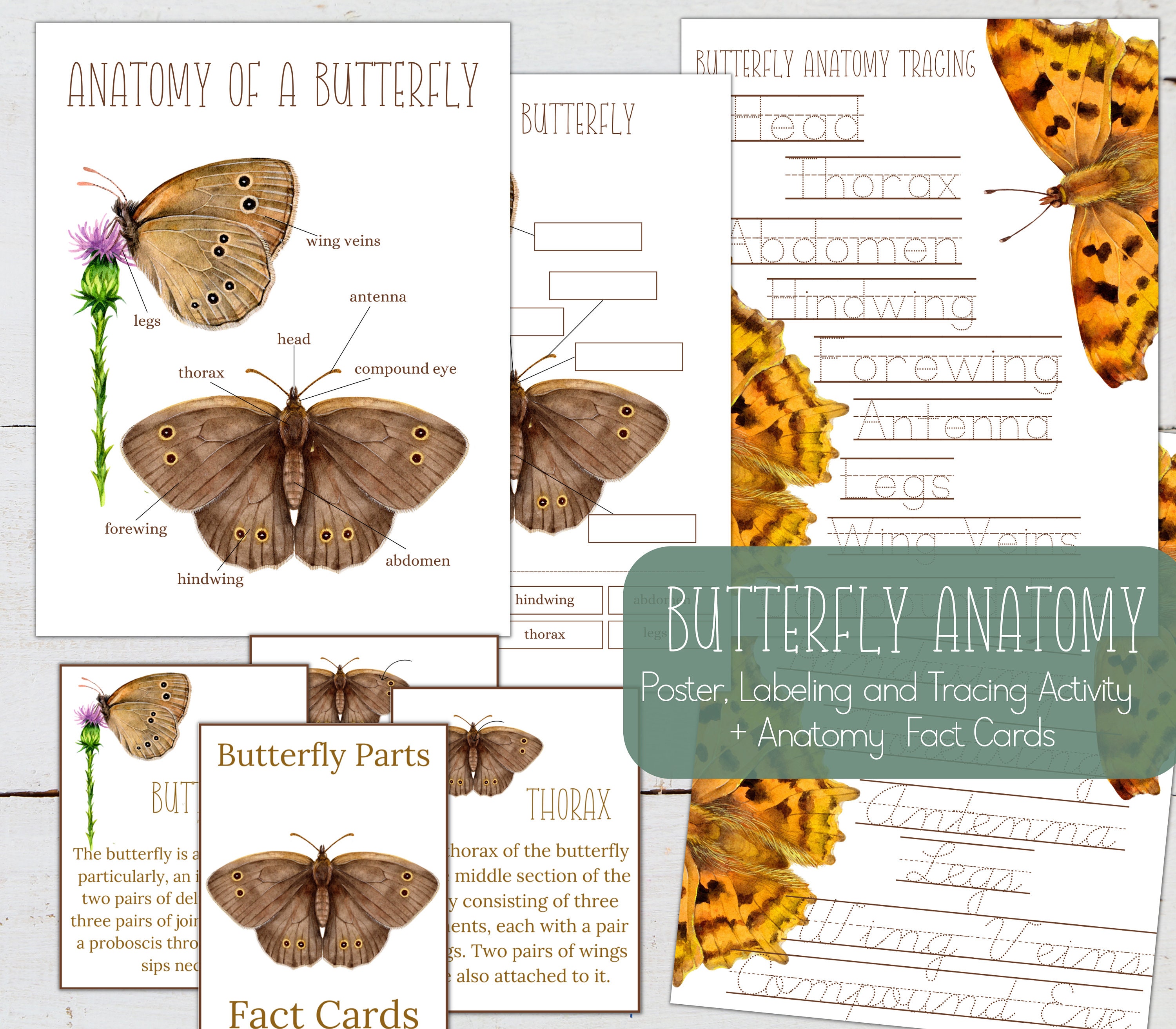 BUTTERFLY Anatomy Poster Labeling and Tracing Activities - Etsy