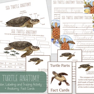 Sea Turtle Unit Study, Life Cycle, Anatomy, Nature Study, Science ...