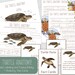Sea Turtle Unit Study Life Cycle Anatomy Nature Study - Etsy