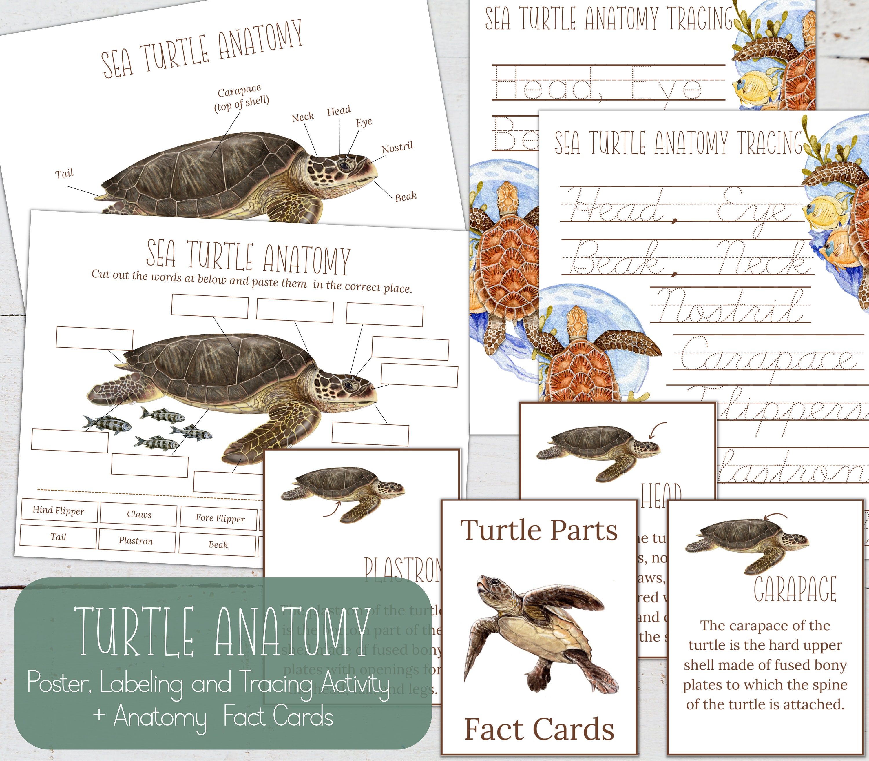 Sea Turtle Unit Study: Homeschool Science Printable (instant Download ...