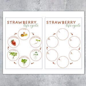 PLANTS Life Cycle Printable 5x7" Flashcards and Matching Worksheets ...