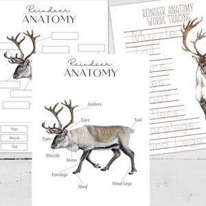 Reindeer Unit Study: Homeschool Science, Anatomy, Life Cycle (instant ...