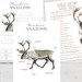 Reindeer Unit Study: Homeschool Science, Anatomy, Life Cycle (instant ...