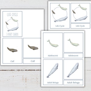 BELUGA WHALE Life Cycle, Nature Study, Homeschool Printable, Instant ...