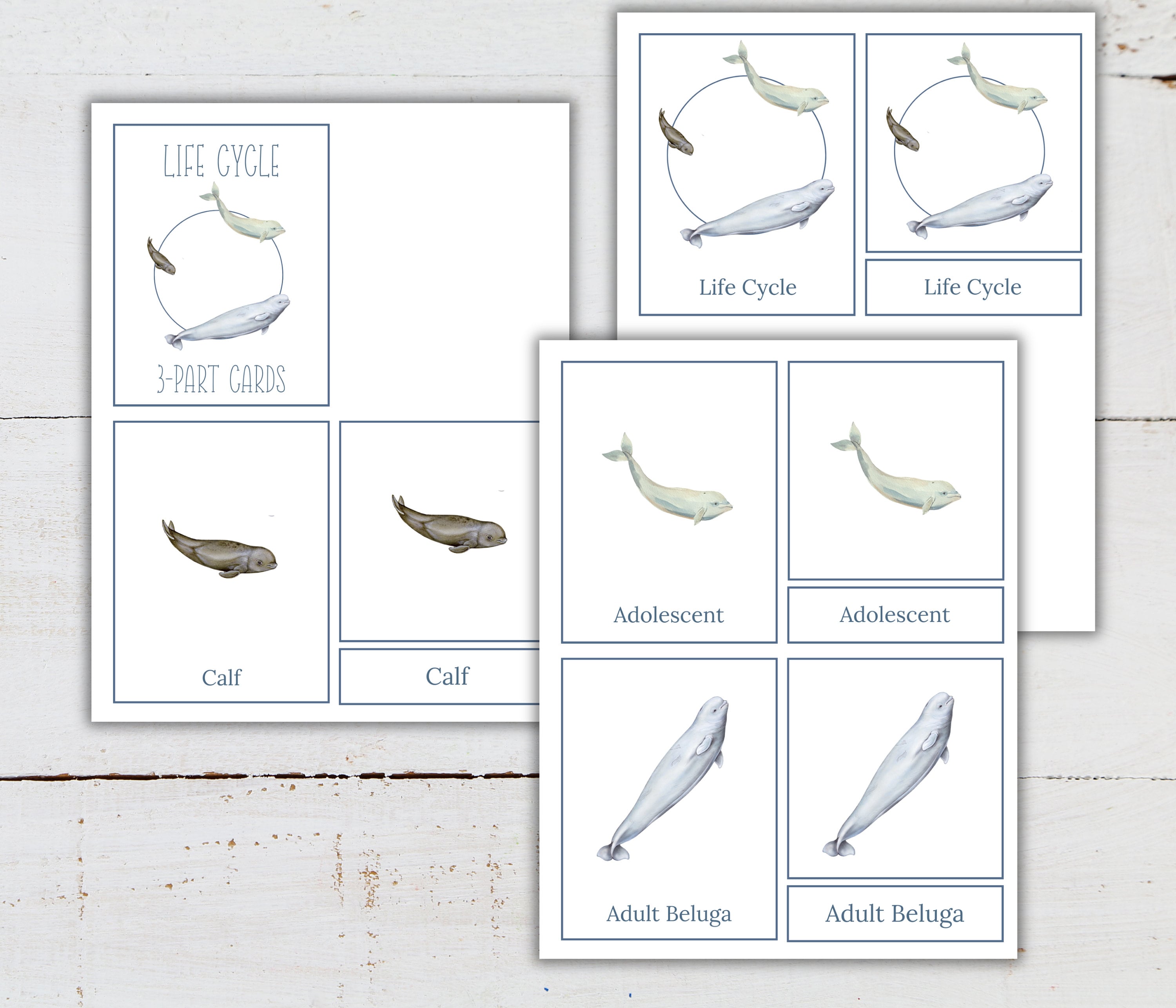 BELUGA WHALE Life Cycle, Nature Study, Homeschool Printable, Instant ...