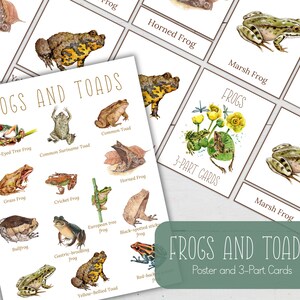 FROG Unit Study, Life Cycle, Anatomy, Nature Study, Science ...