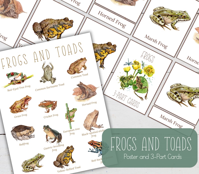 FROG Unit Study, Life Cycle, Anatomy, Nature Study, Science ...