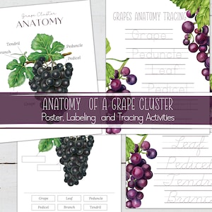 GRAPES Unit Study, Anatomy, Nature Study, Science, Handwriting ...