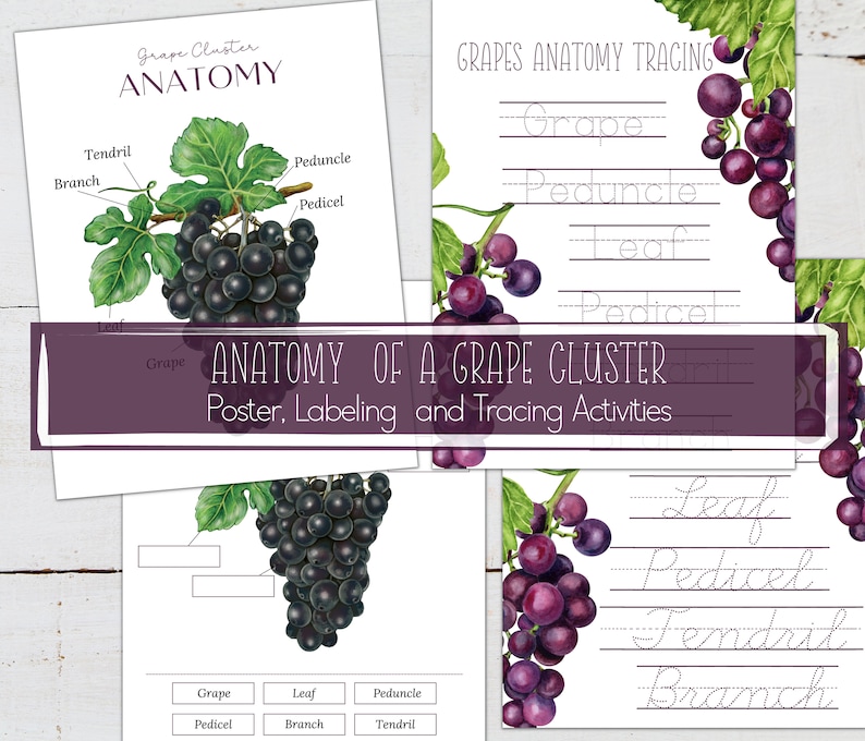 GRAPES Unit Study, Anatomy, Nature Study, Science, Handwriting ...