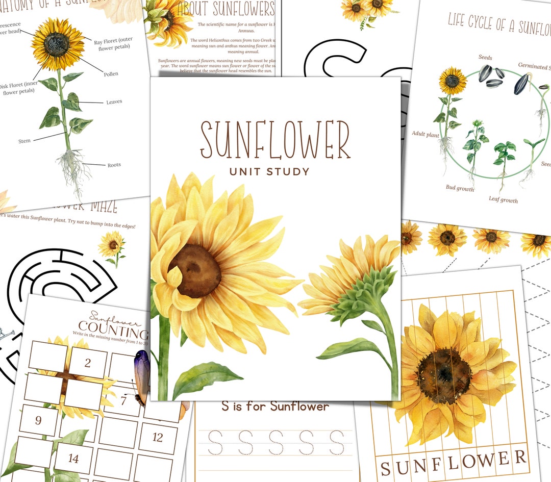 SUNFLOWER Unit Study, Life Cycle, Anatomy, Nature Study, Science ...