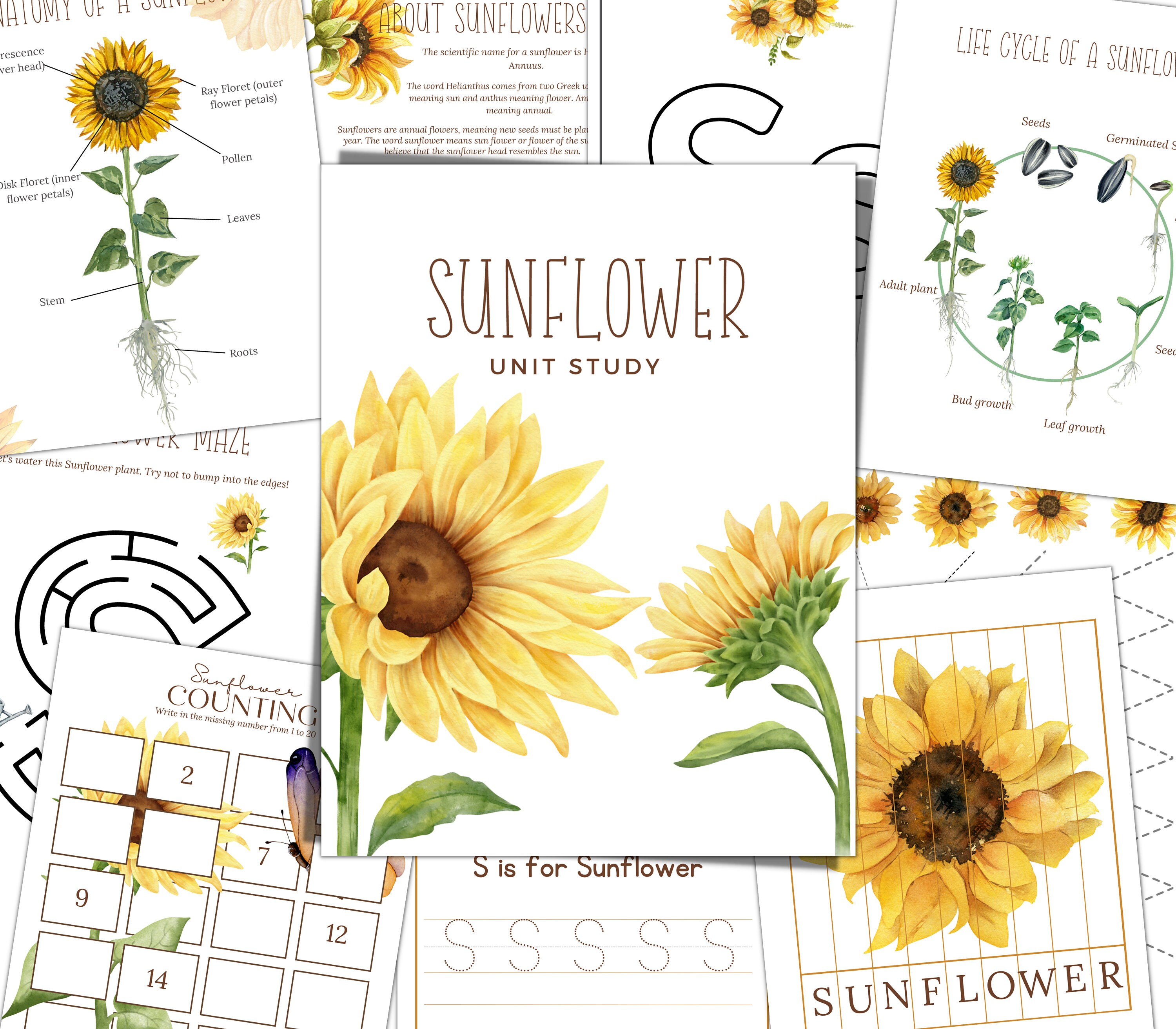 SUNFLOWER Unit Study Life Cycle Anatomy Nature Study - Etsy Singapore