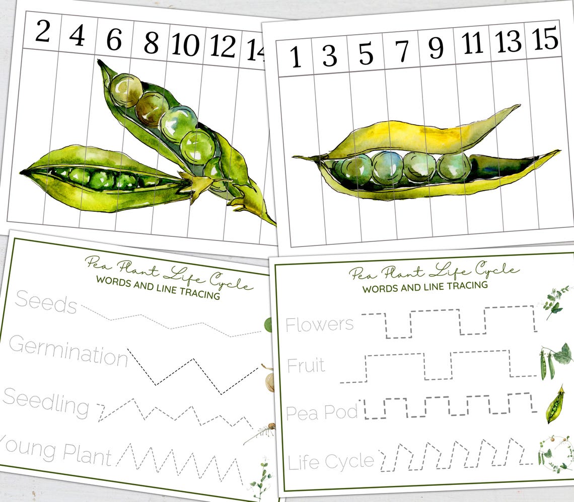 Pea Plant Unit Study: Life Cycle, Anatomy, Homeschool (instant Download ...