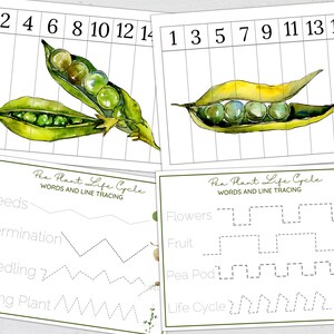 Pea Plant Unit Study: Life Cycle, Anatomy, Homeschool (instant Download ...