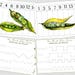 Pea Plant Unit Study: Life Cycle, Anatomy, Homeschool (instant Download ...