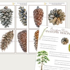 CONIFER Cones Unit Study, Vocabulary, Anatomy, Handwriting, Homeschool ...