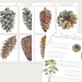 CONIFER Cones Unit Study, Vocabulary, Anatomy, Handwriting, Homeschool ...