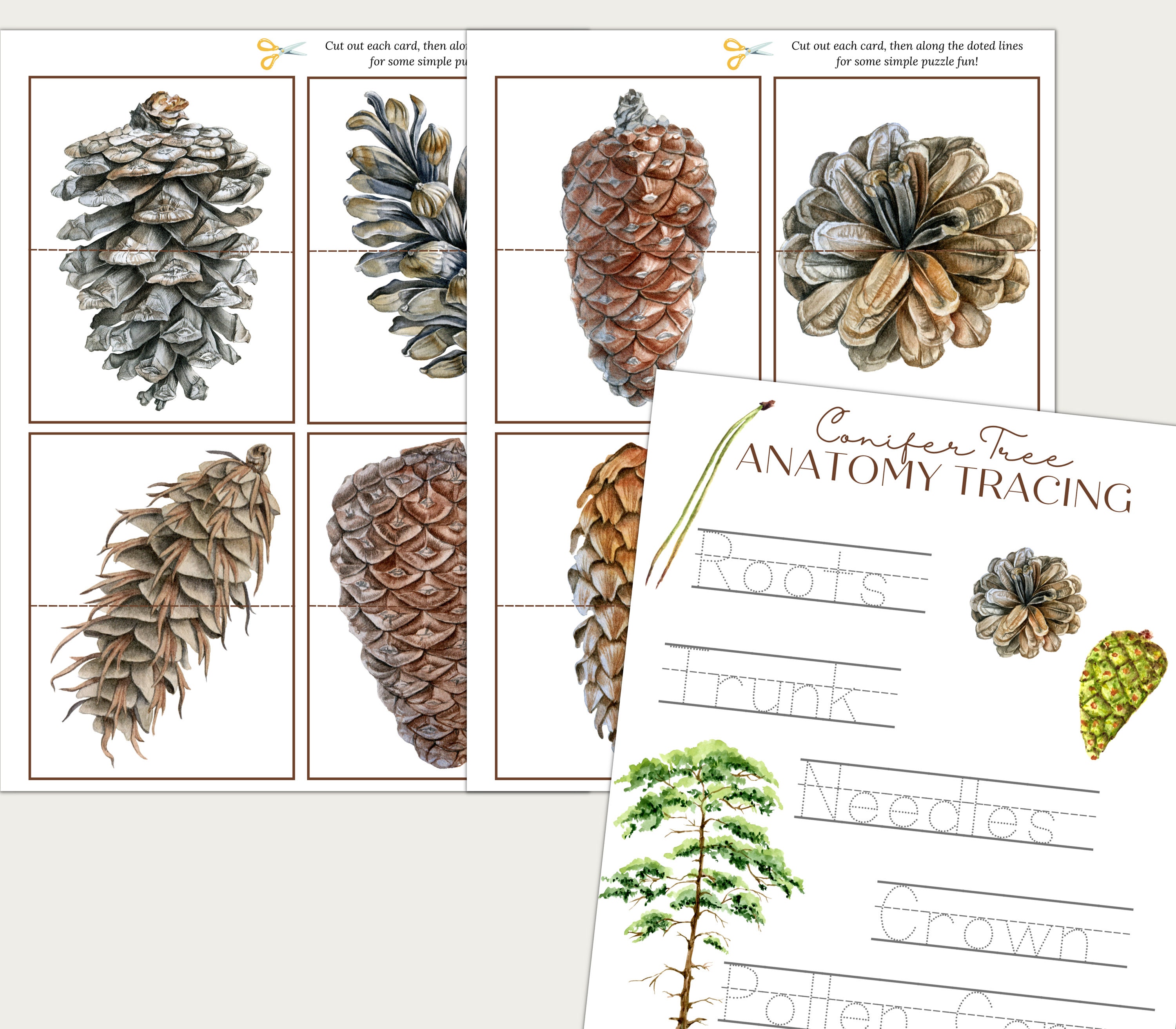 CONIFER Cones Unit Study, Vocabulary, Anatomy, Handwriting, Homeschool ...