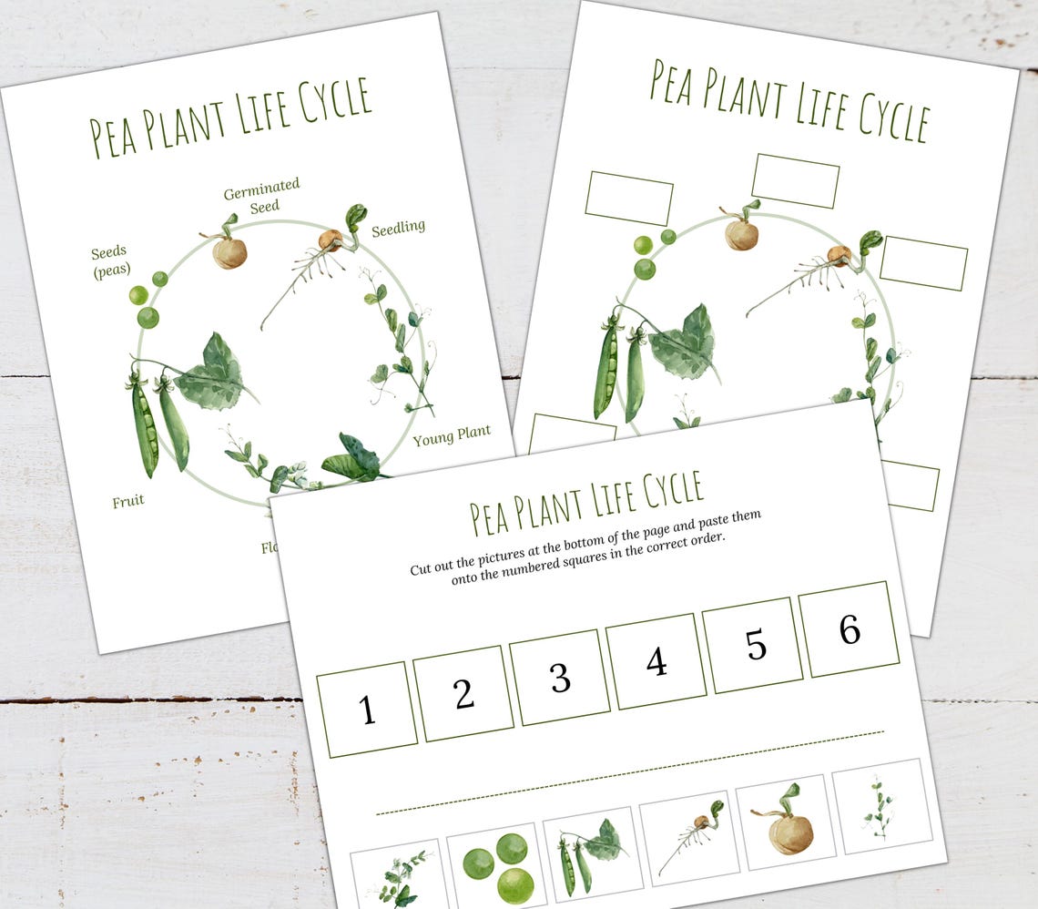 Pea Plant Unit Study: Life Cycle, Anatomy, Homeschool (instant Download ...