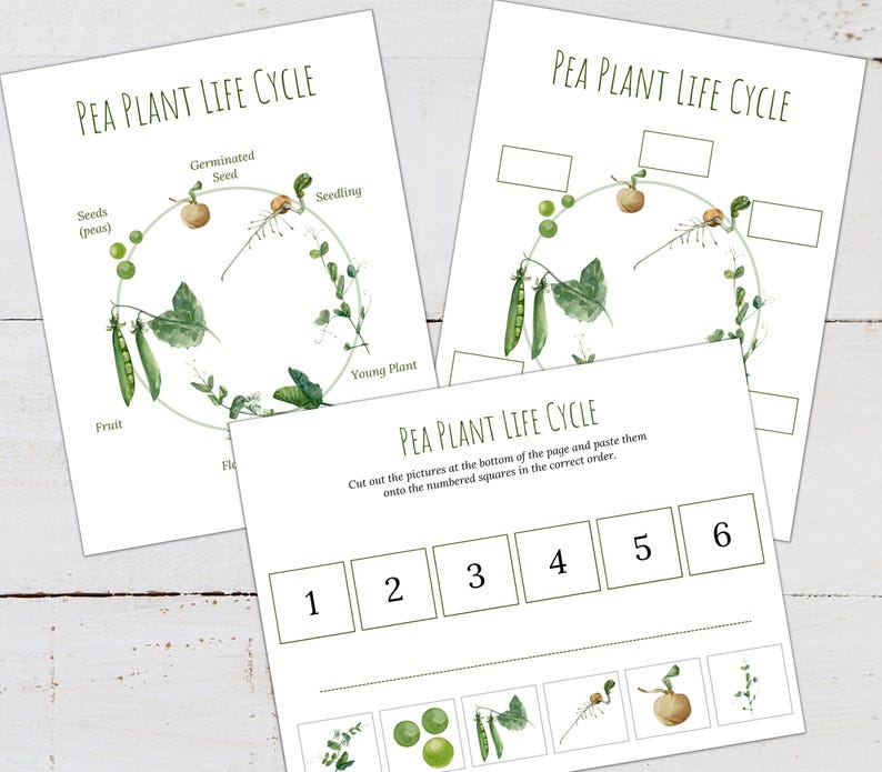 Pea Plant Unit Study: Life Cycle, Anatomy, Homeschool (instant Download ...