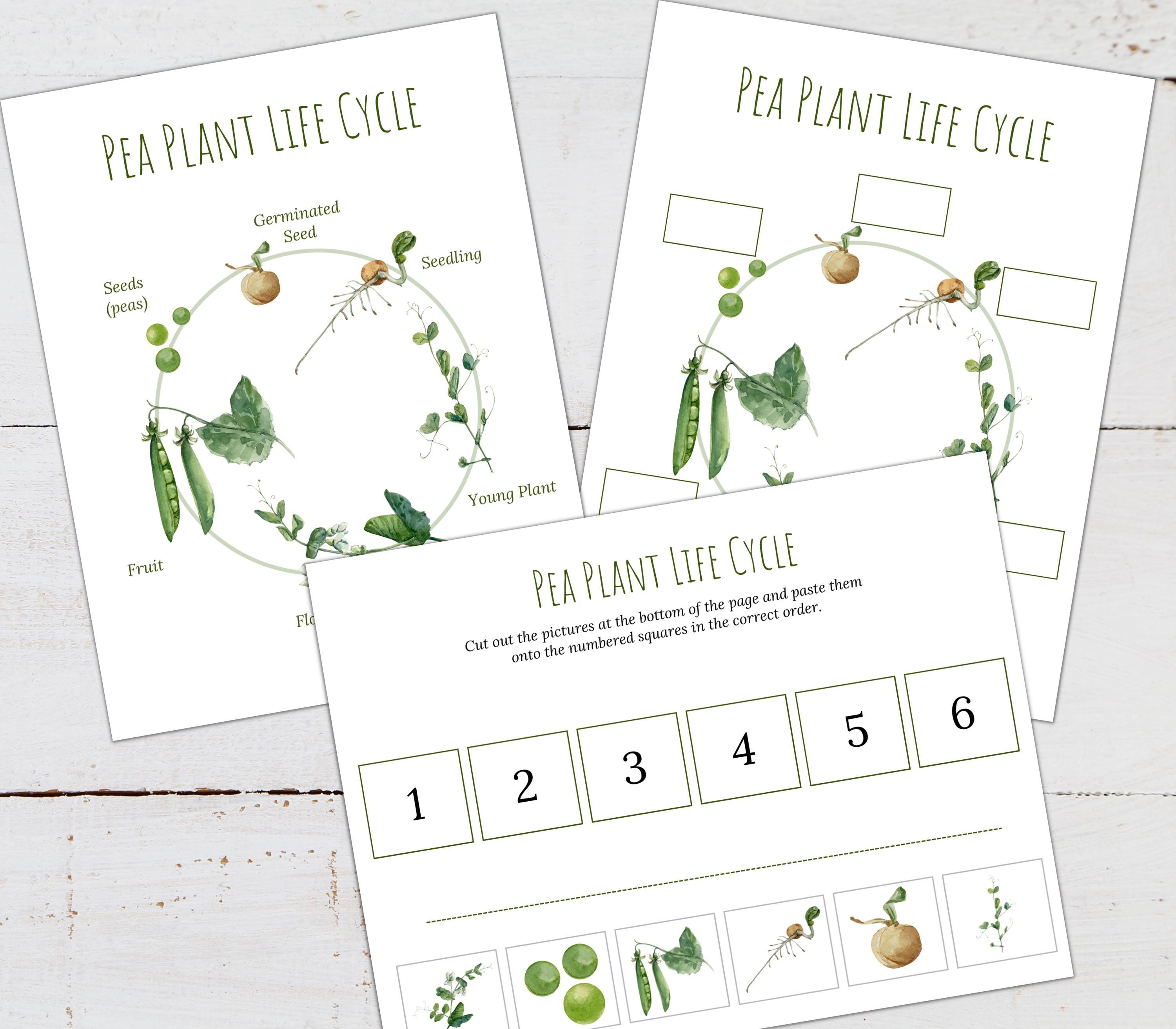 Pea Plant Unit Study: Life Cycle, Anatomy, Homeschool (instant Download ...