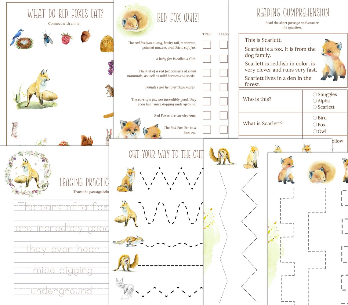 RED FOX Unit Study Life Cycle Anatomy Nature Study - Etsy Australia