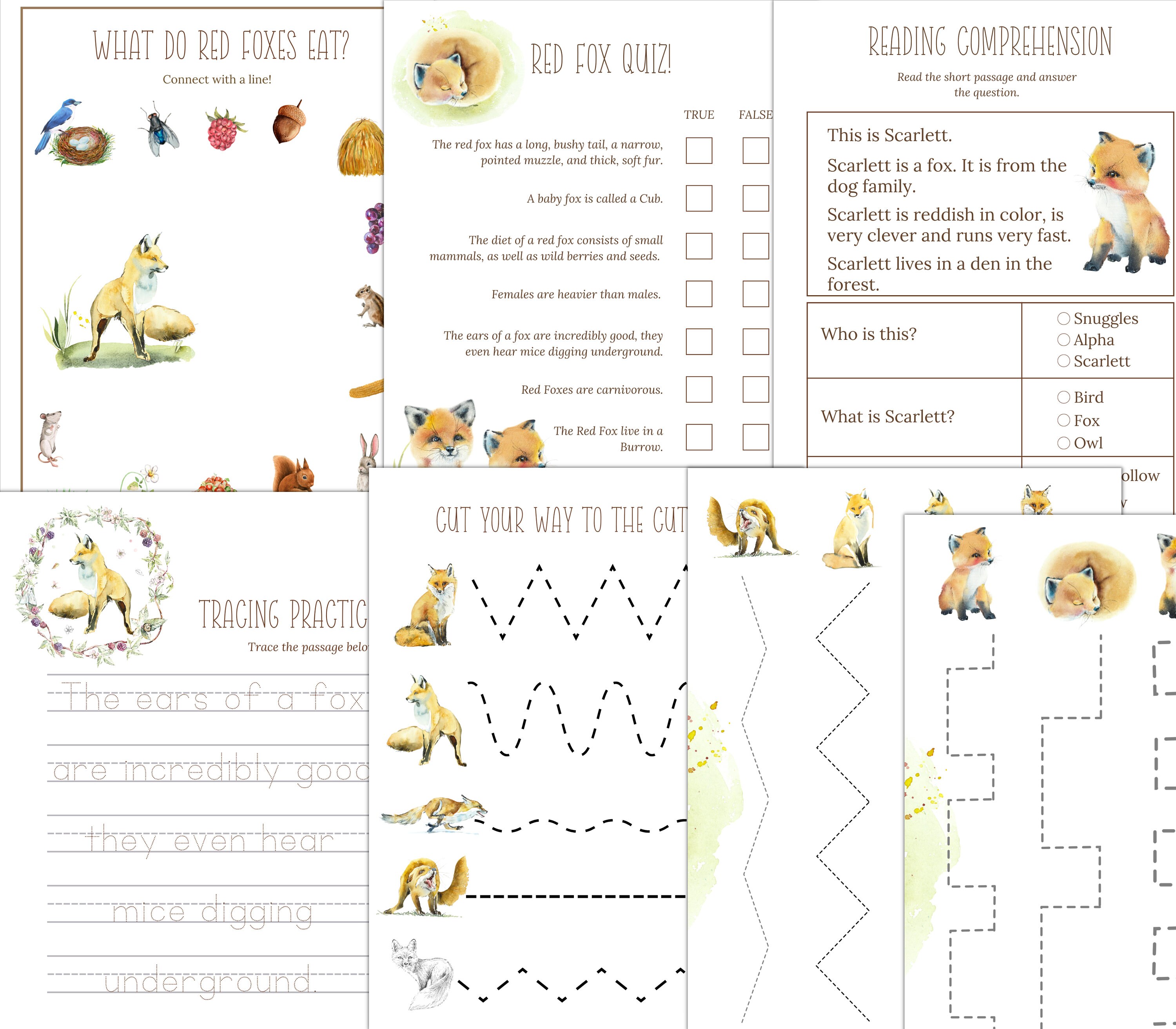 RED FOX Unit Study Life Cycle Anatomy Nature Study - Etsy Australia