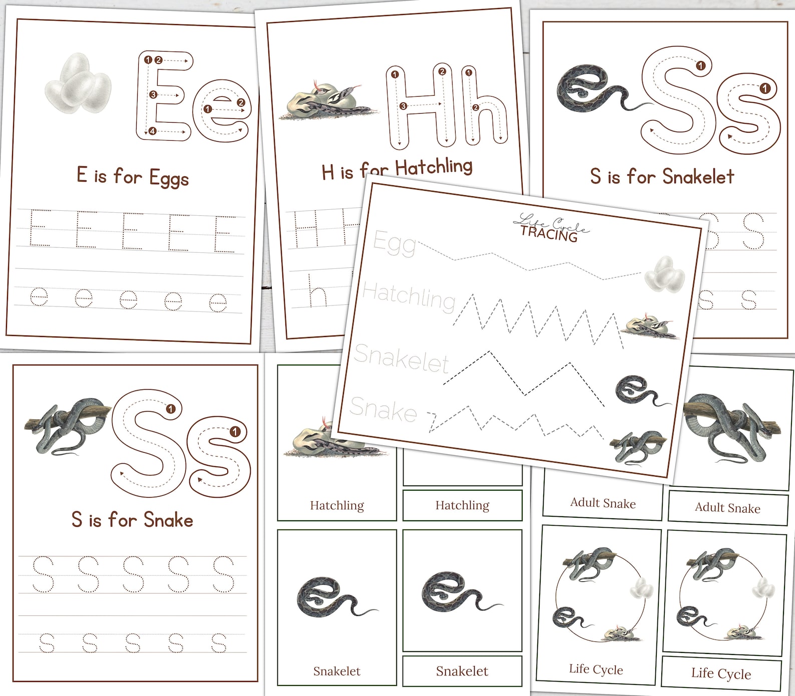 Snakes Unit Study: Anatomy, Life Cycle, Homeschool Printable (instant ...