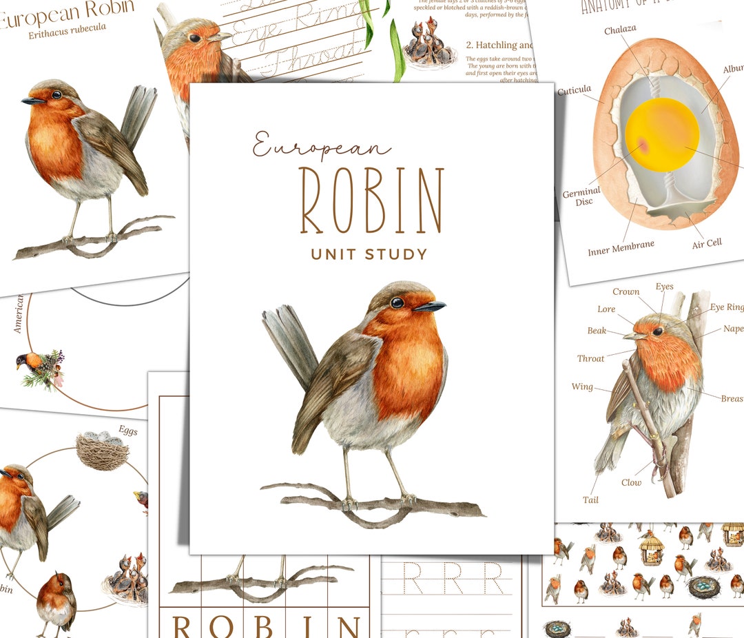EUROPEAN ROBIN Unit Study, Life Cycle, Anatomy, Nature Study, Science ...