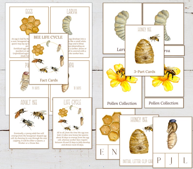 Honey Bees Nature Study Unit: Homeschool Science (INSTANT DOWNLOAD) - Etsy