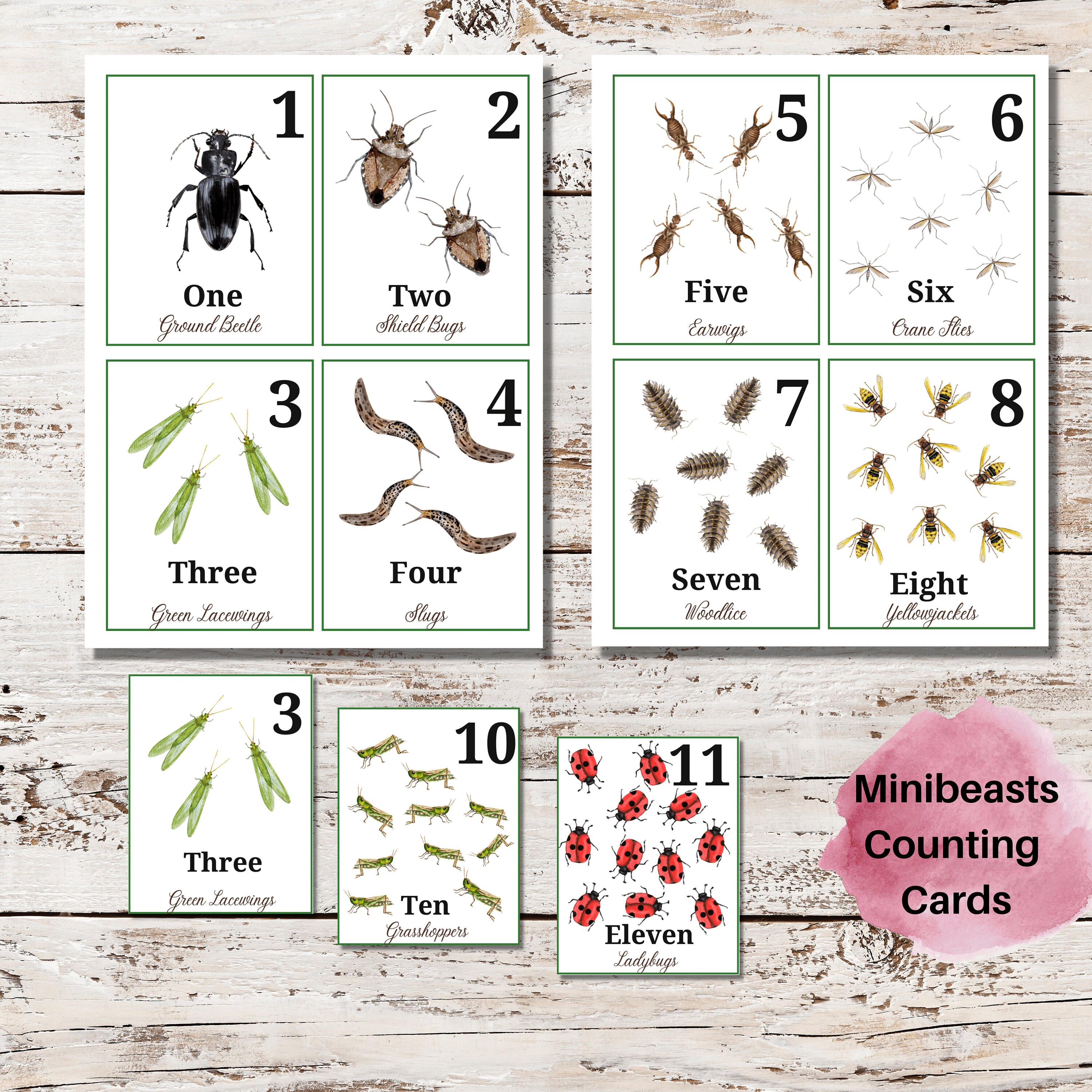 1 to 20 Minibeast Counting Cards Bugs Insects Nature - Etsy