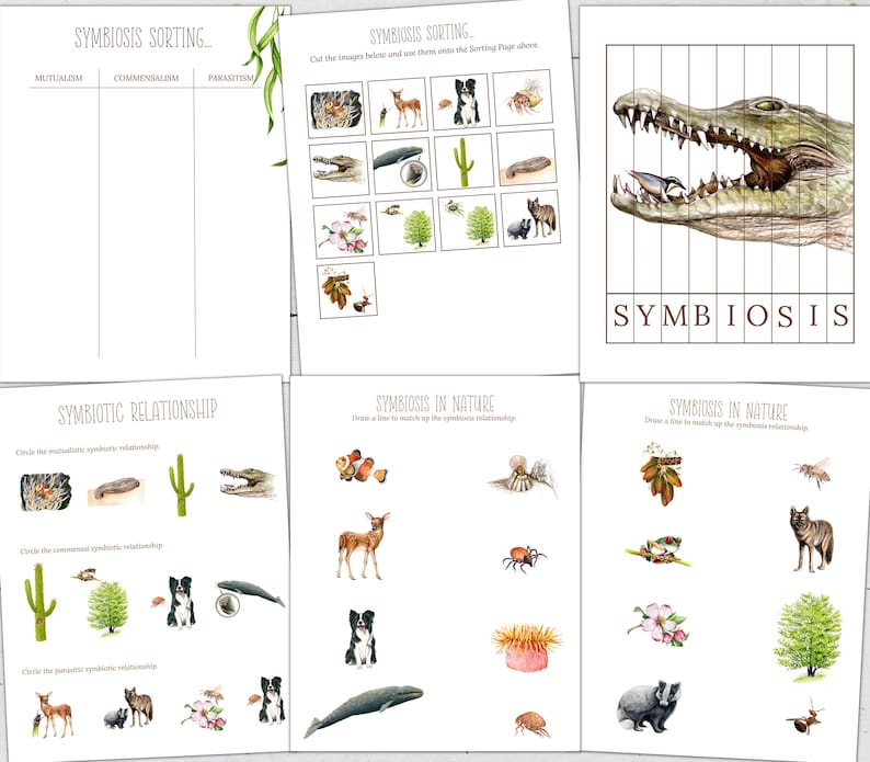 Symbiosis in Nature Unit Study: Homeschool Science (instant Download ...