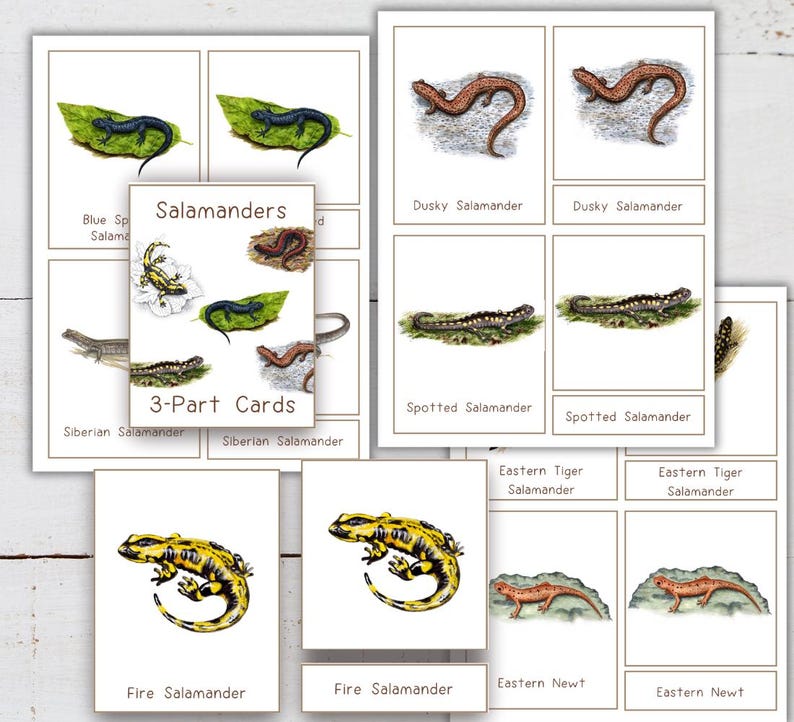 Salamander Unit Study: Life Cycle, Anatomy, Activities (homeschool ...