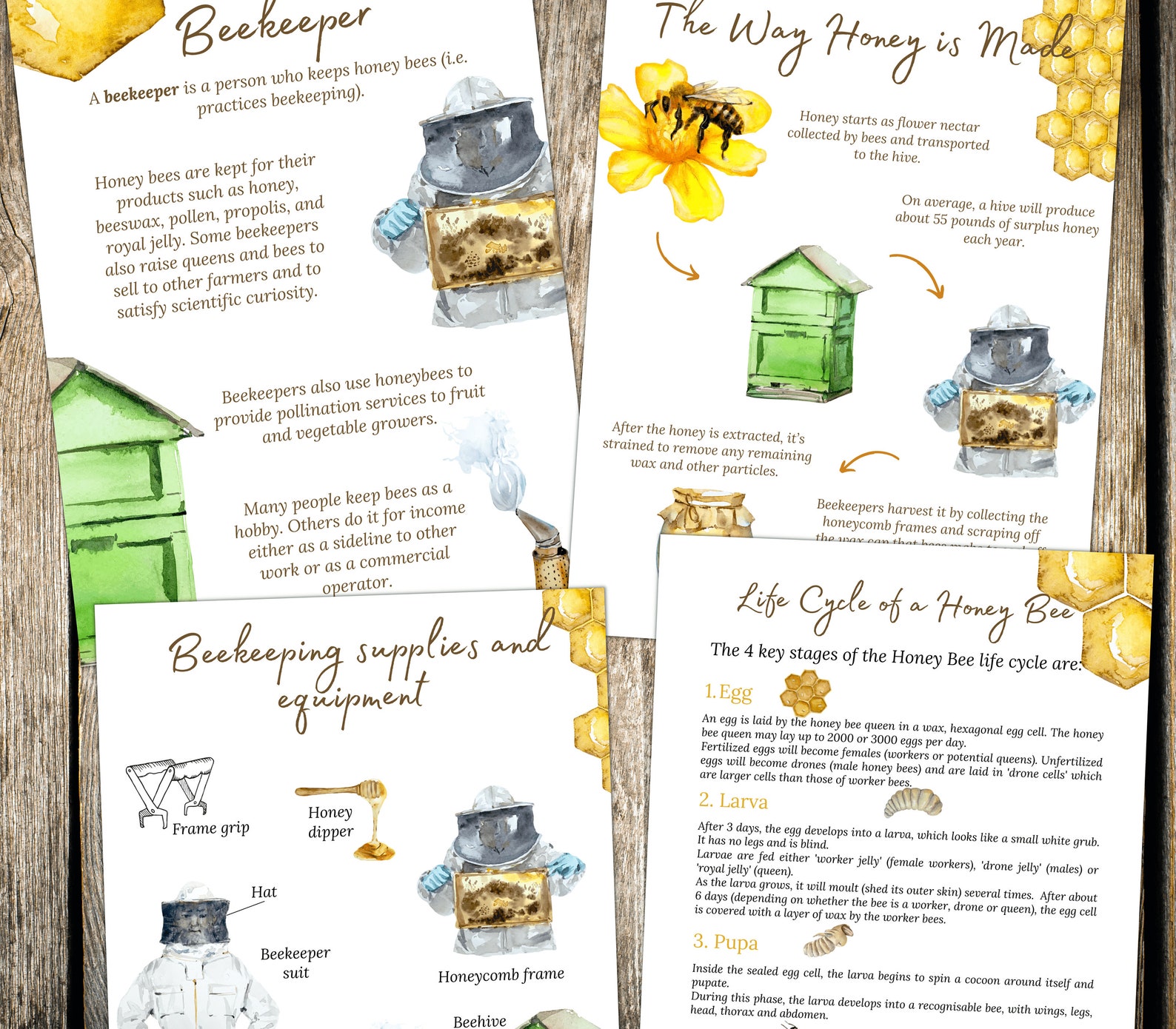 Honey Bees and Beekeeping Study Unit Life Cycle Anatomy - Etsy