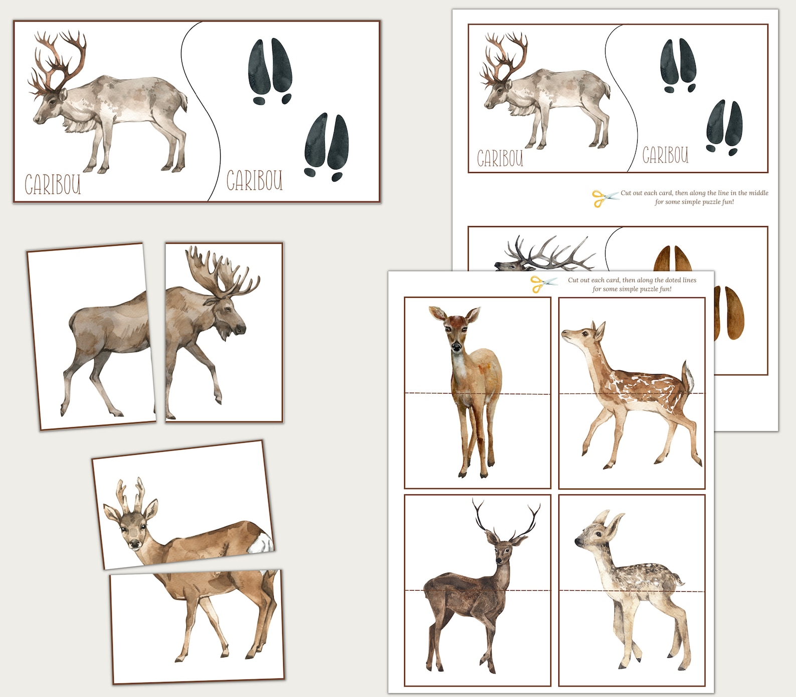 DEER Unit Study Life Cycle Anatomy Nature Study Science - Etsy