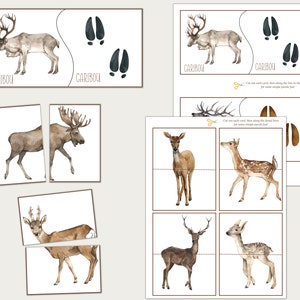 Deer Unit Study: Life Cycle, Anatomy, Homeschool Printable (instant ...