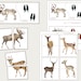 DEER Unit Study, Life Cycle, Anatomy, Nature Study, Science ...