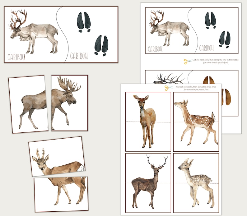 DEER Unit Study Life Cycle Anatomy Nature Study Science - Etsy