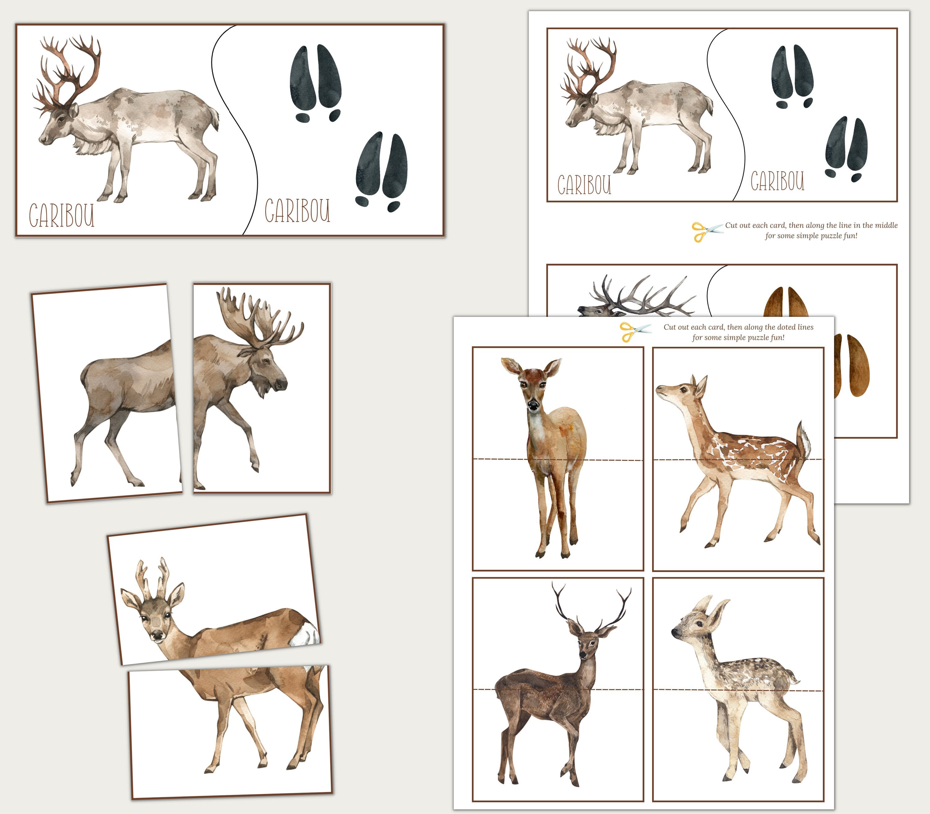 Deer Unit Study: Life Cycle, Anatomy, Homeschool Printable (instant ...