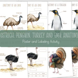 FLIGHTLESS Birds Unit Study, Life Cycle, Anatomy, Nature Study, Science ...