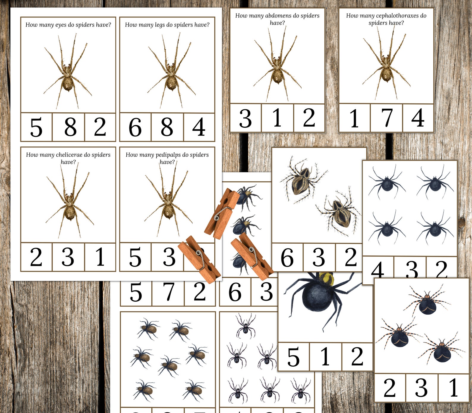 SPIDER Unit Study Life Cycle Anatomy Nature Study Science - Etsy UK