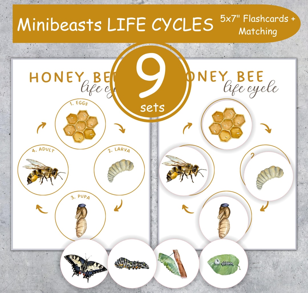 MINIBEASTS Life Cycle Printable 5x7" Flashcards and Matching Worksheets ...