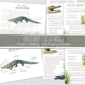 CROCODILE Unit Study, Life Cycle, Anatomy, Nature Study, Science ...