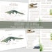 CROCODILE Unit Study, Life Cycle, Anatomy, Nature Study, Science ...