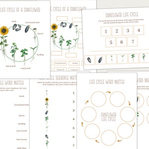 SUNFLOWER Unit Study, Life Cycle, Anatomy, Nature Study, Science ...