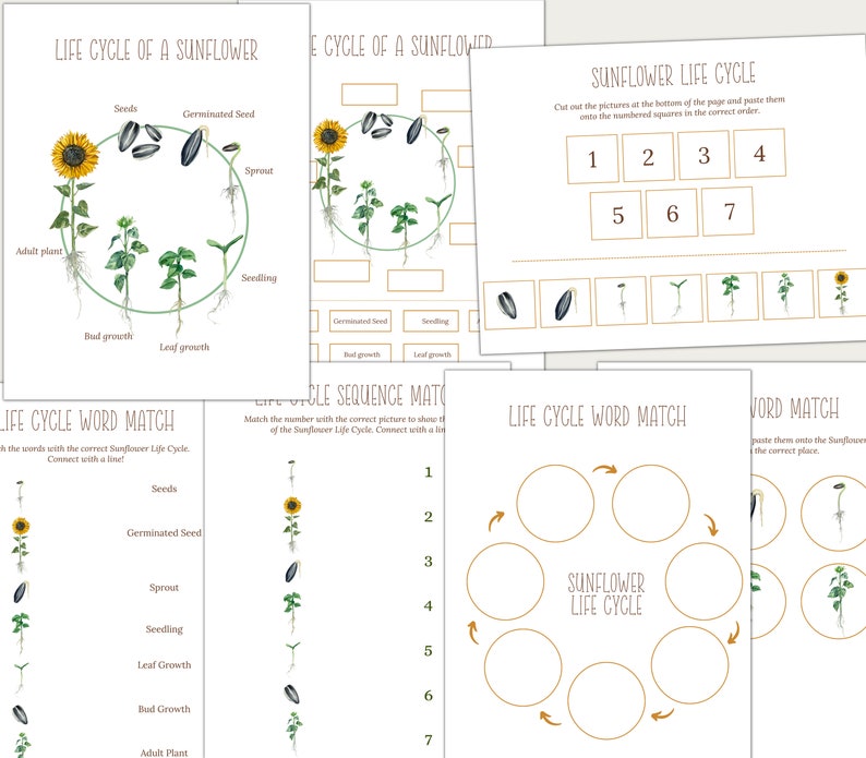 Sunflower Unit Study: Life Cycle, Anatomy, Homeschool Printable ...